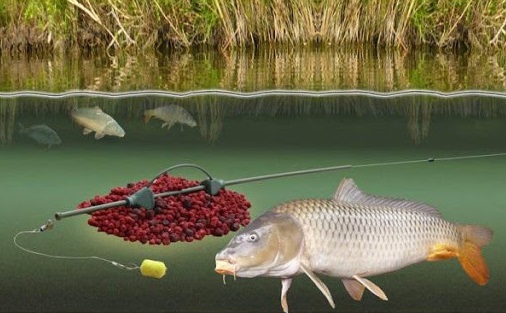 Guide to Feeder Fishing - Oz Fin Chasers